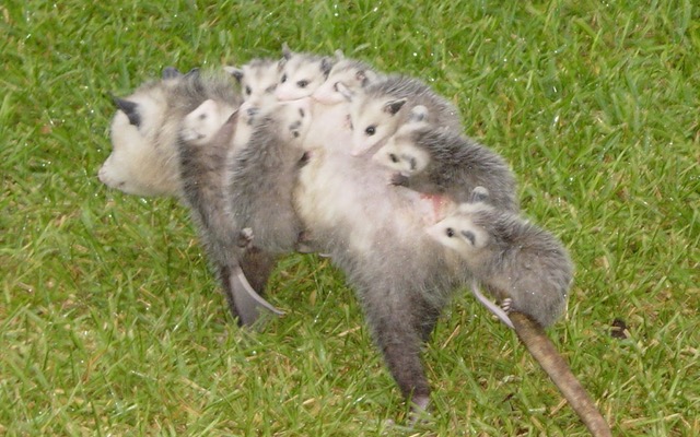 Opossum, Night Visitor and Friend – Wade Village