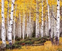 World’s Largest Tree Being Eaten Alive – Wade Village